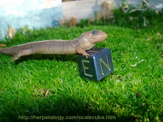 Titanium 1cm scale cube Availability